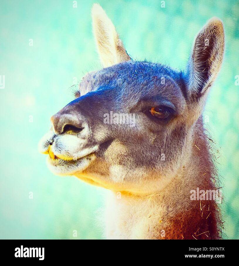 Andes mammals hi-res stock photography and images - Alamy