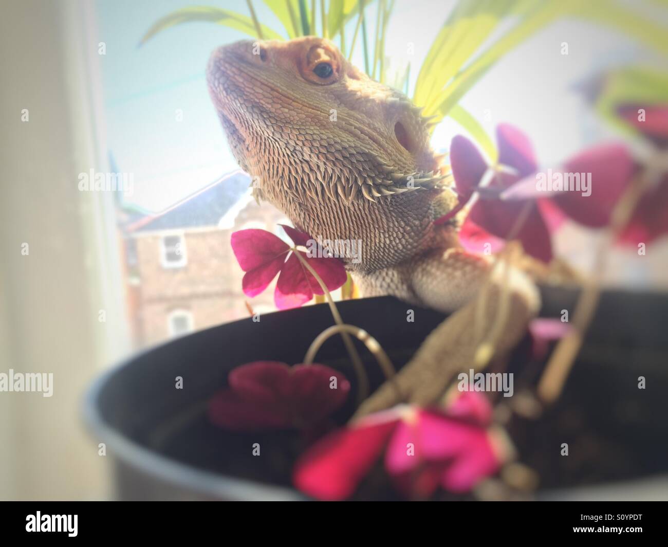 Bearded dragon with his foot in a flower pot Stock Photo - Alamy