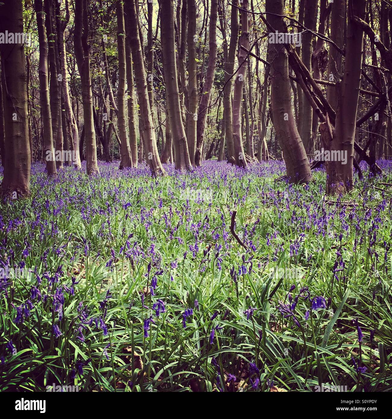 Ashbridge estate hi-res stock photography and images - Alamy