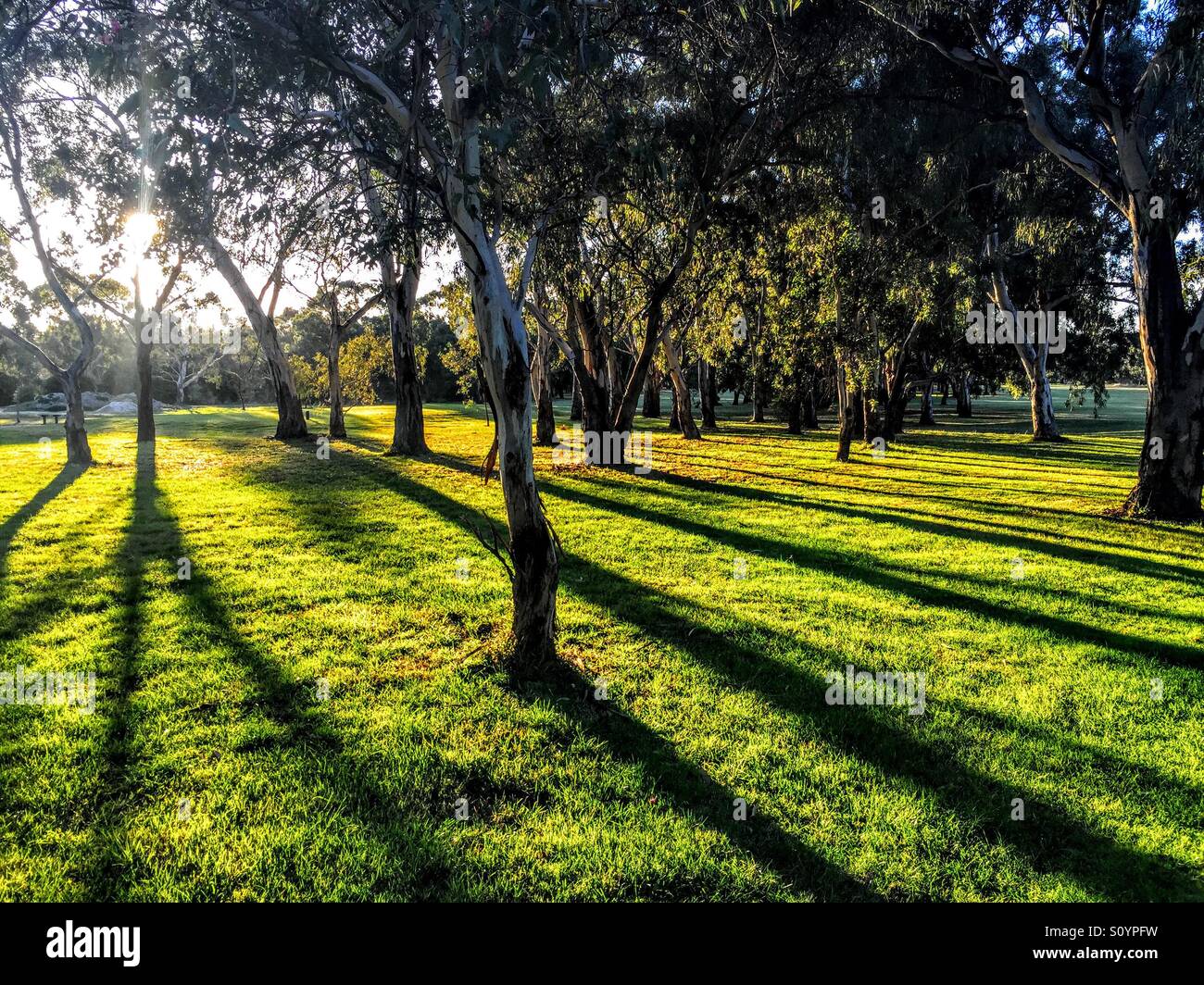Shadows forest hi-res stock photography and images - Alamy