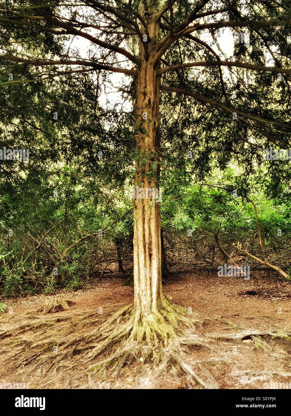 Tree With Exposed Roots High Resolution Stock Photography and Images ...