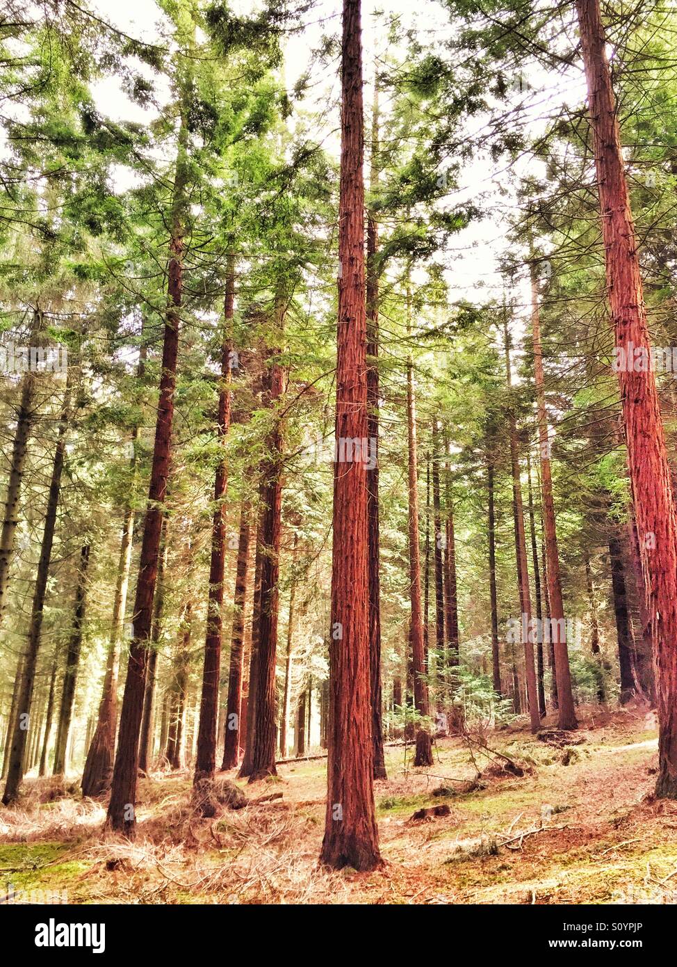 Red woods hi-res stock photography and images - Alamy