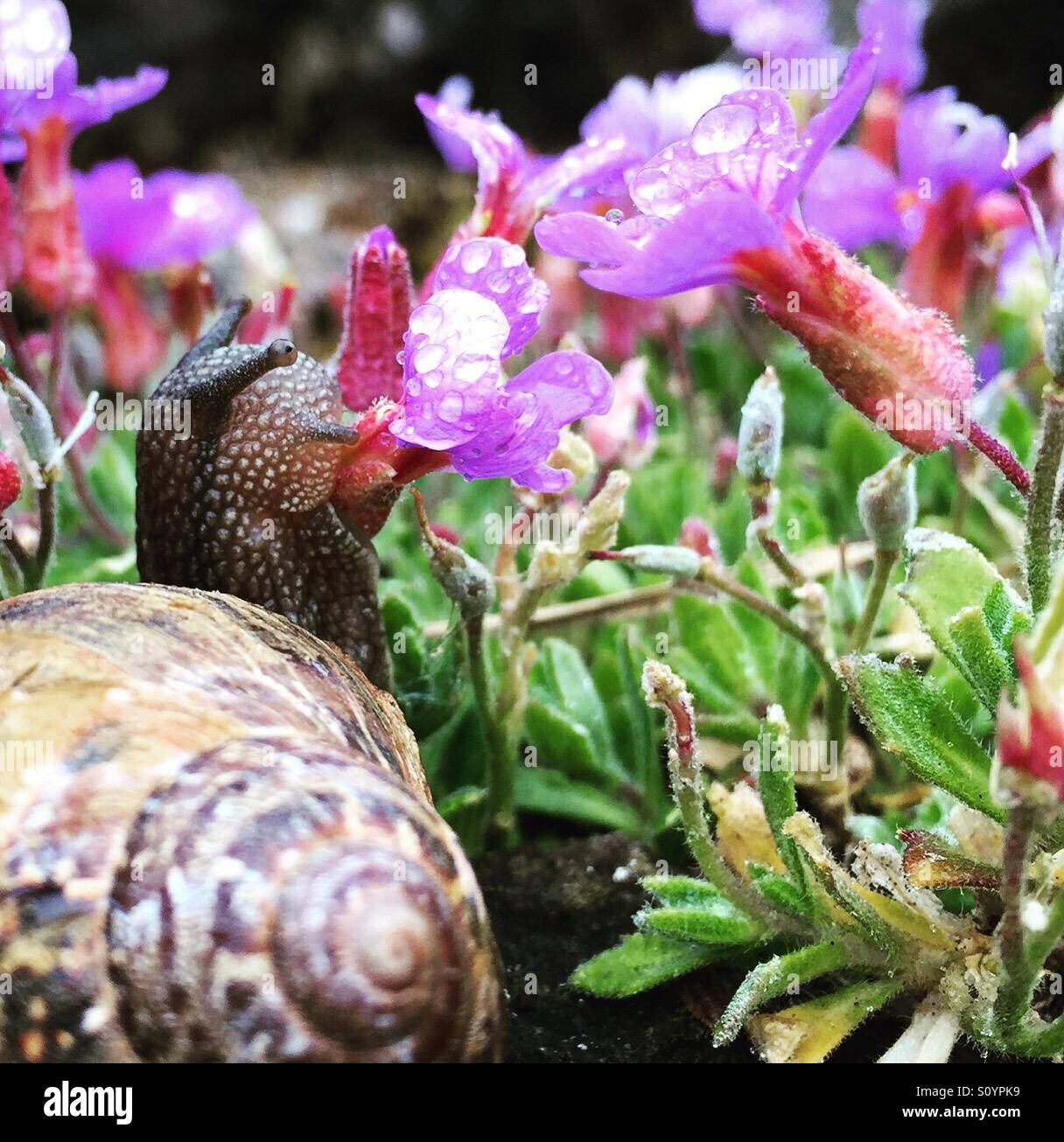 Snail with flowers Stock Photo - Alamy