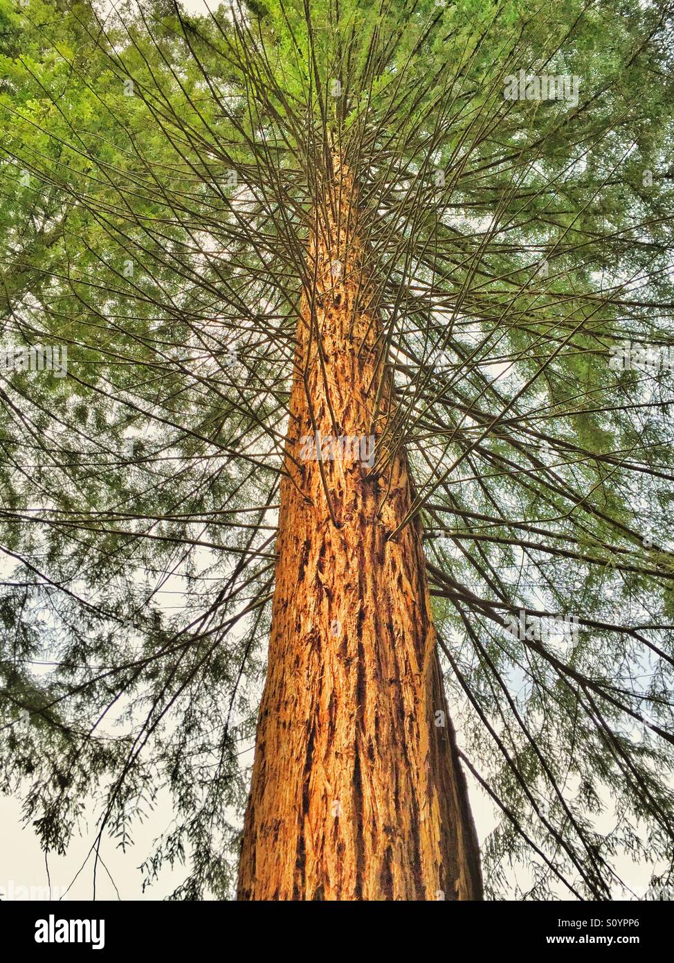 Red wood tree hi-res stock photography and images - Alamy