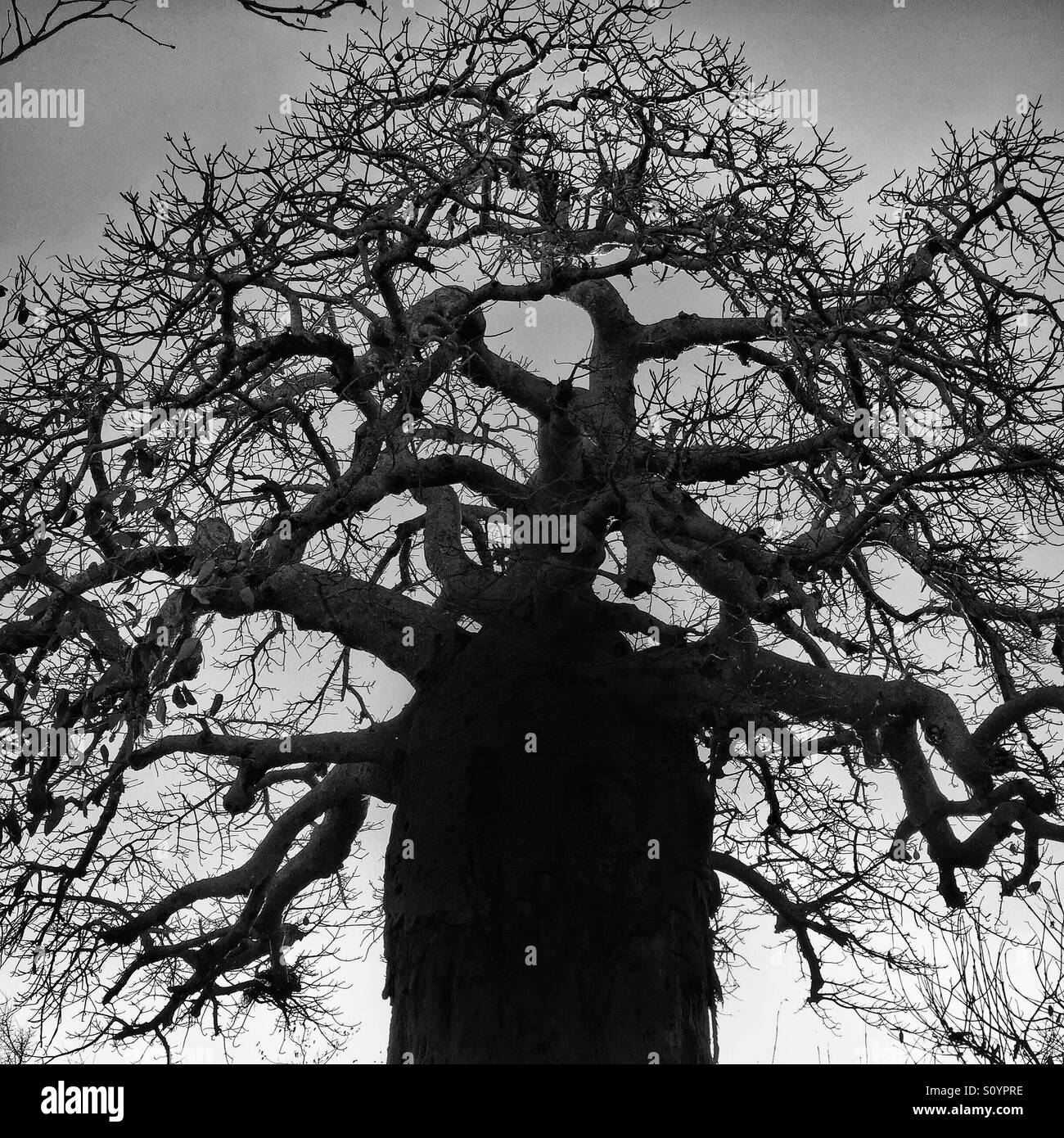 Boabab tree hi-res stock photography and images - Alamy