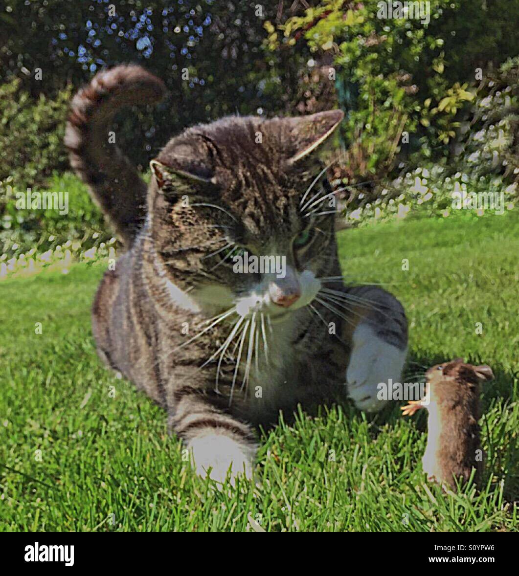 ...don't dare to touch me...! ... Cat and Mouse discussing..?! Stock ...