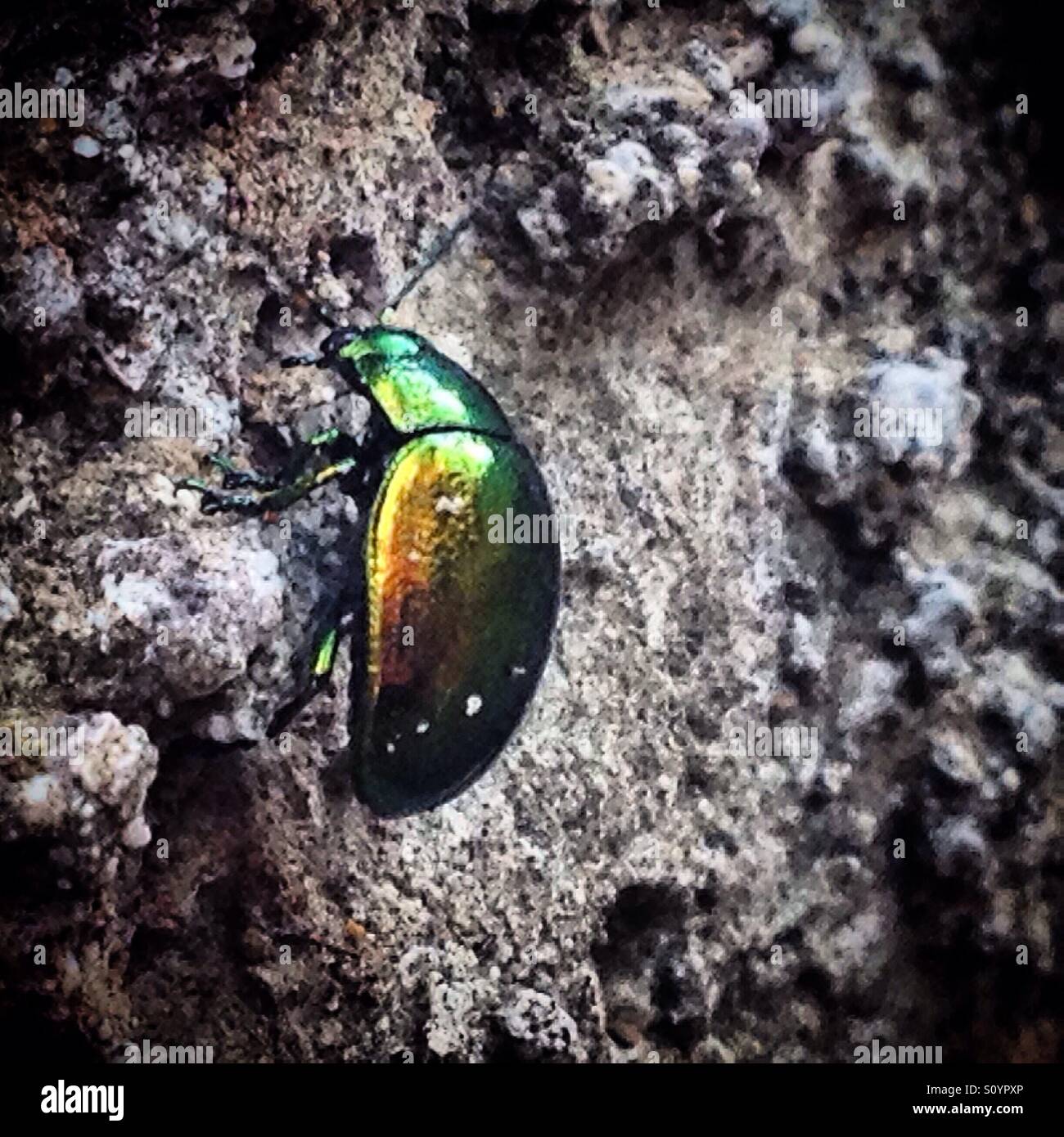A green beetle in Prado del Rey, Sierra de Cadiz, Andalusia, Spain ...