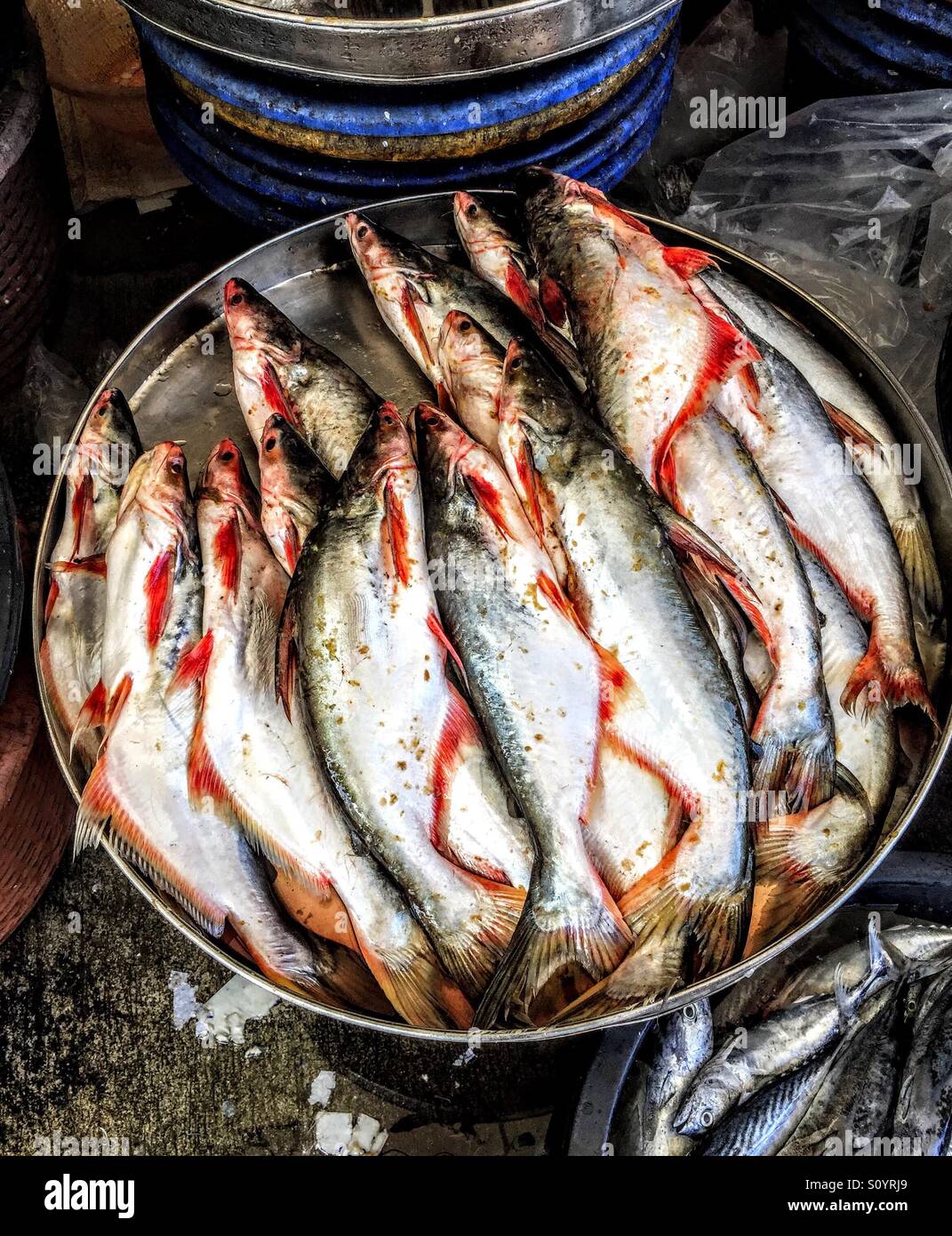 Fish at a local Thailand market Stock Photo - Alamy