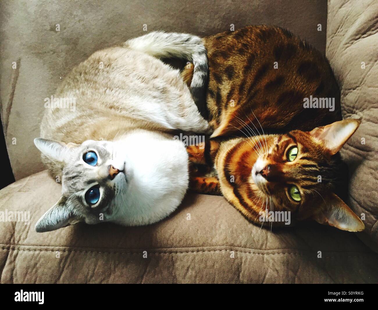 Cats waiting hi-res stock photography and images - Alamy