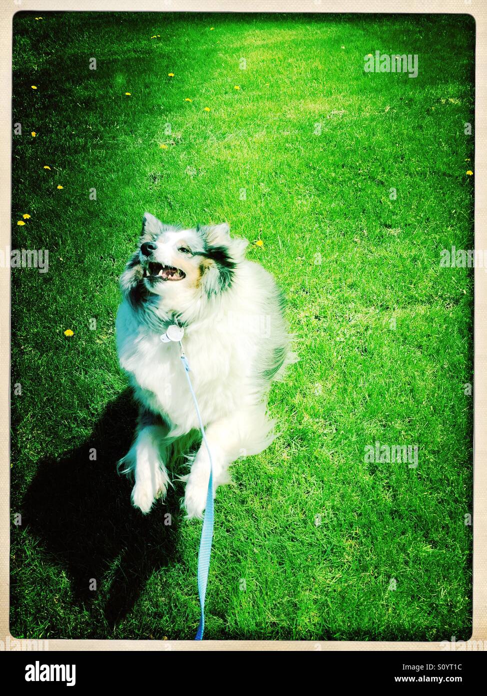 Jumping dog hi-res stock photography and images - Alamy
