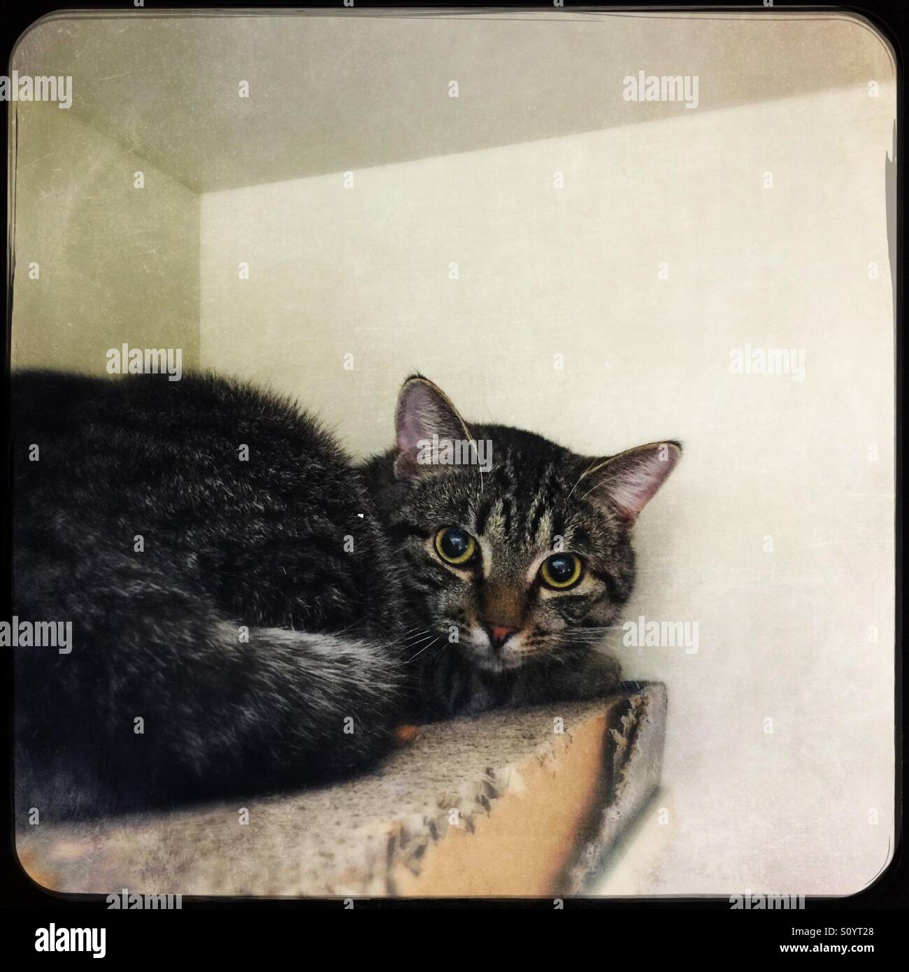 Scared cat hi-res stock photography and images - Alamy