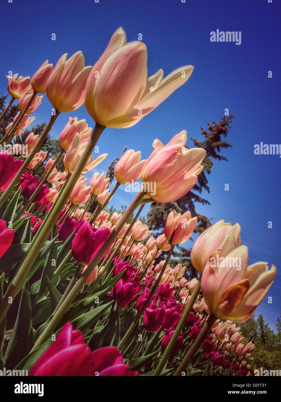 Downtown calgary spring flowers hi-res stock photography and images - Alamy