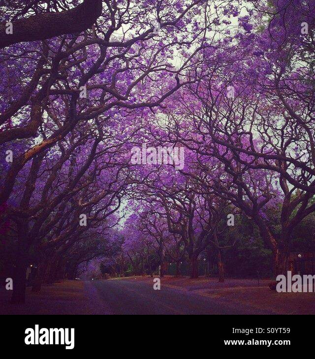 Jacaranda trees pretoria hi-res stock photography and images - Alamy