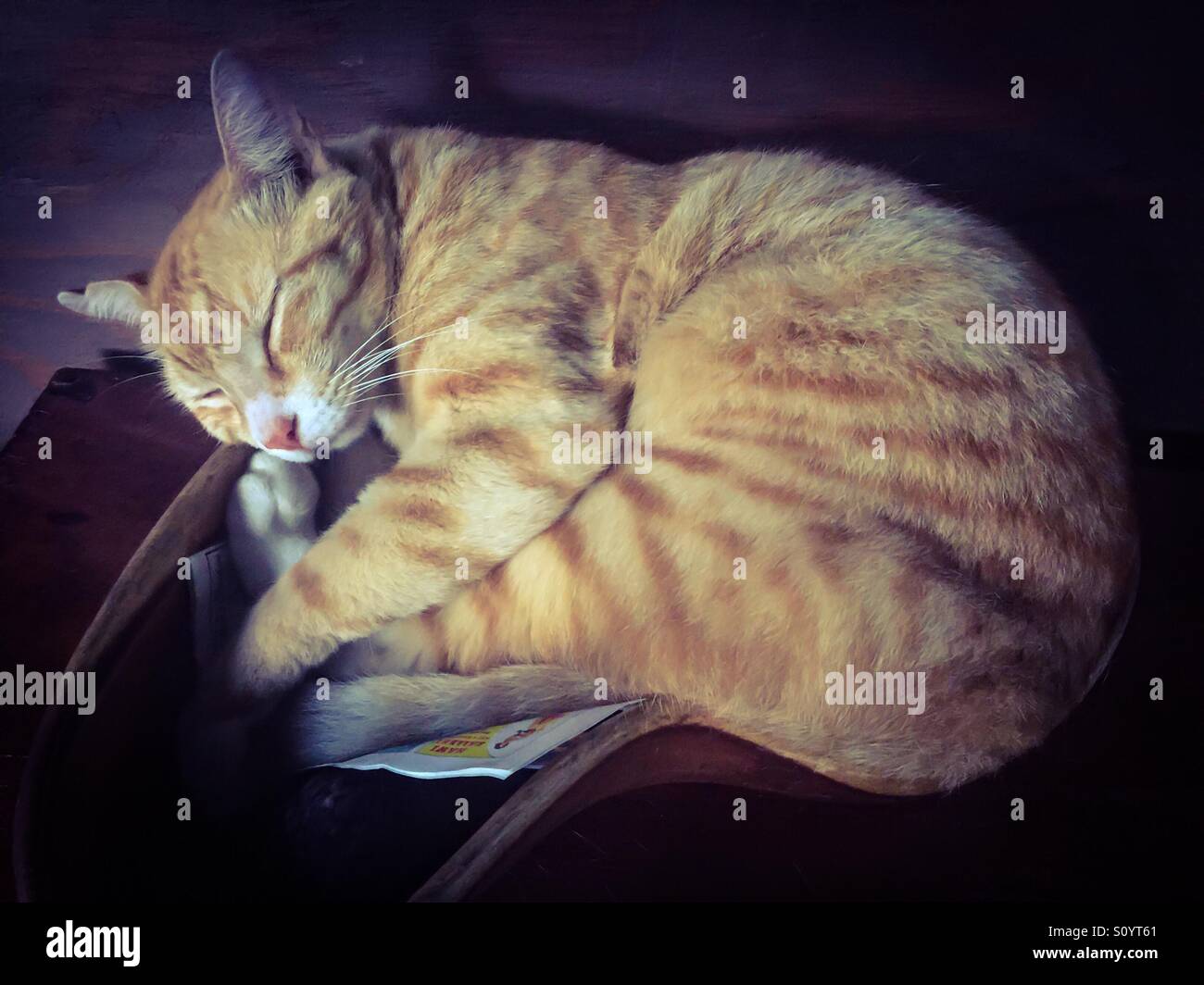 Cat dee hi-res stock photography and images - Alamy
