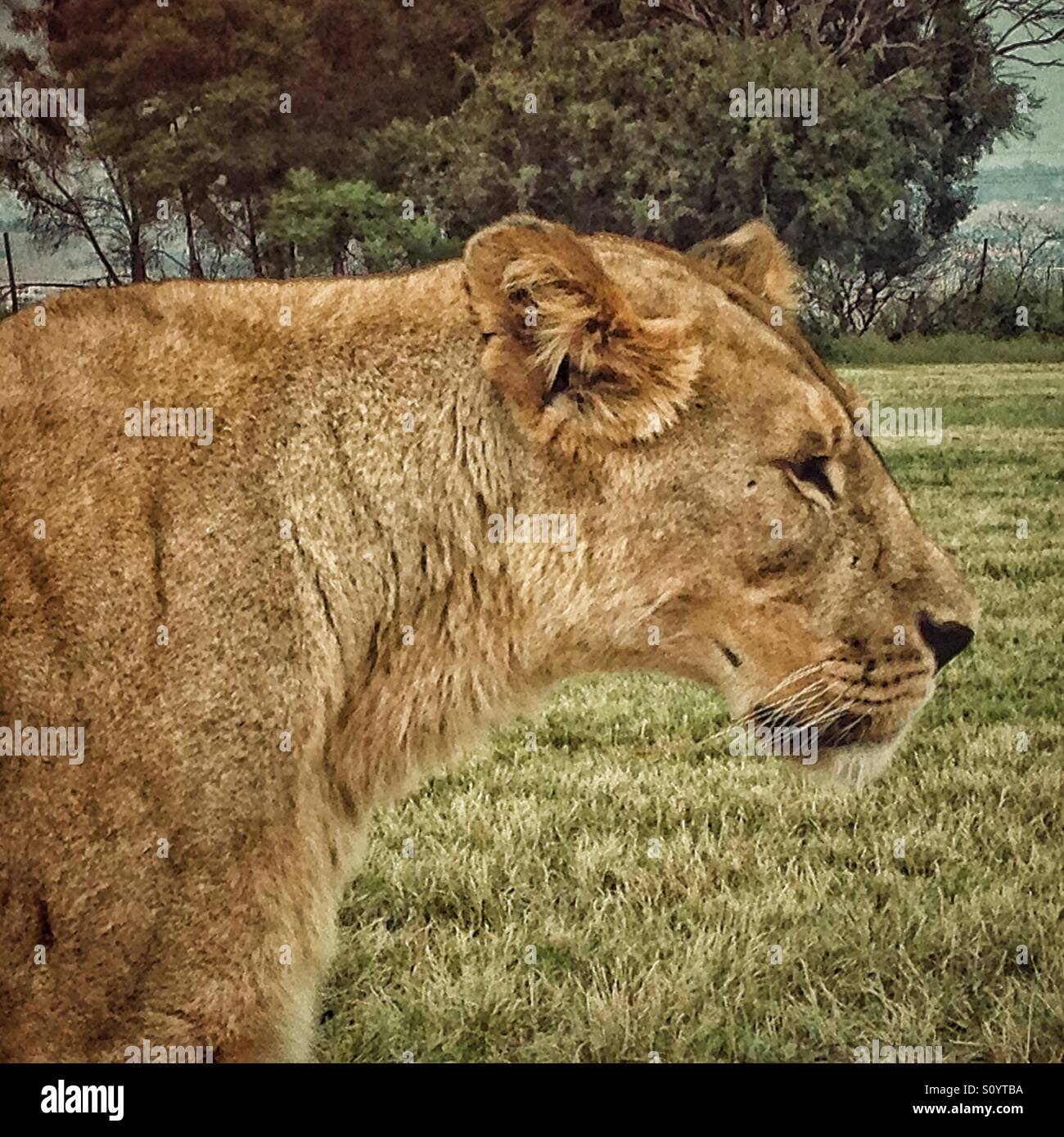 Lioness head profile hi-res stock photography and images - Alamy