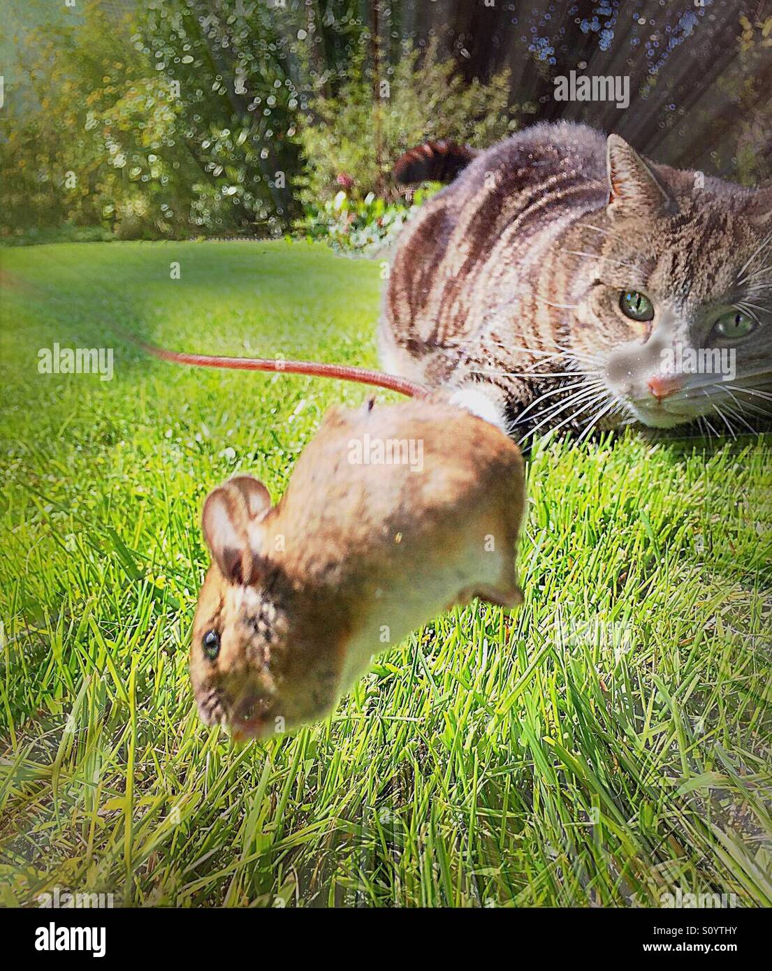 ...run, skip and jump away..! The mouse did it...! Stock Photo - Alamy