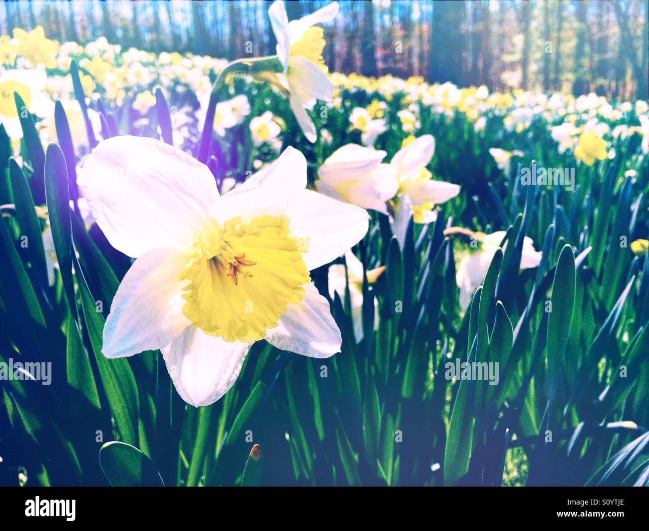 A landscape view of a garden filled with beautiful daffodils Stock ...
