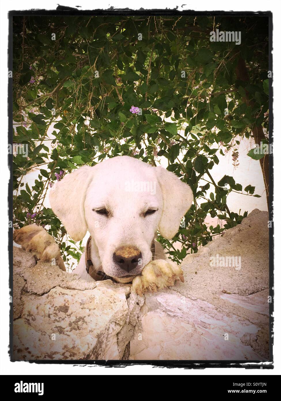 Dog wall hi-res stock photography and images - Alamy