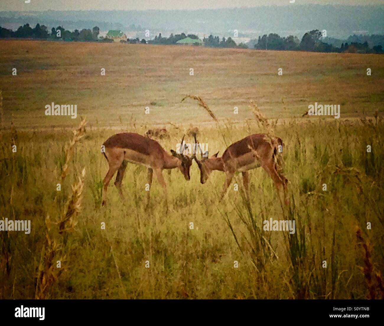 Clash south hi-res stock photography and images - Alamy