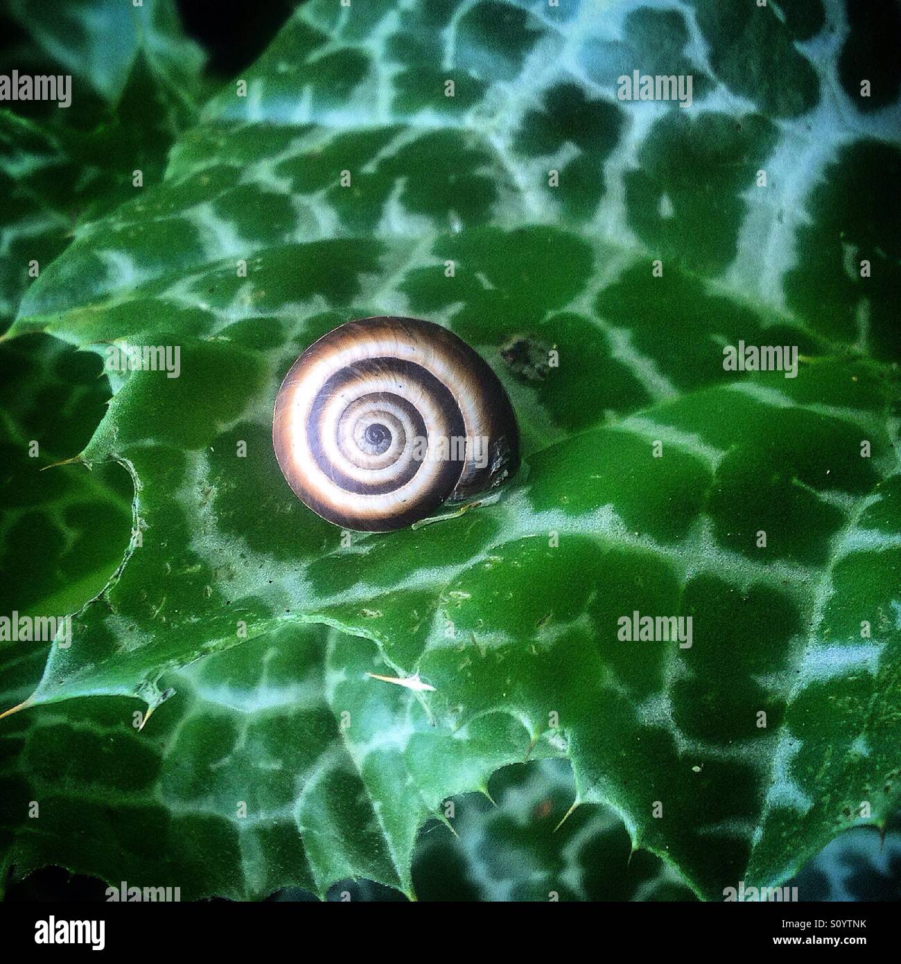 A snail perchs on a thorny plant in Prado del Rey, Sierra de Cadiz ...