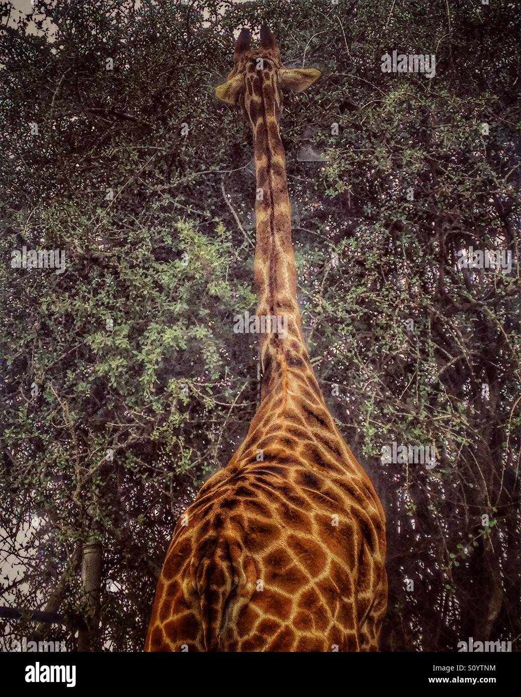 Giraffe eating leaves tree hi-res stock photography and images - Alamy