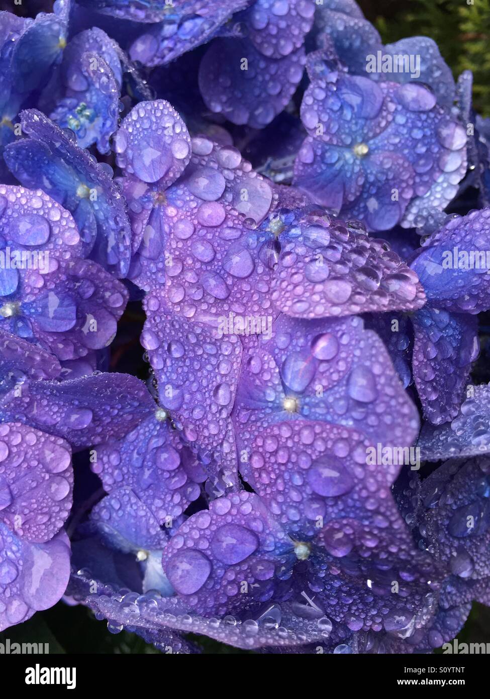 Purple Hydrangea after the rain Stock Photo - Alamy