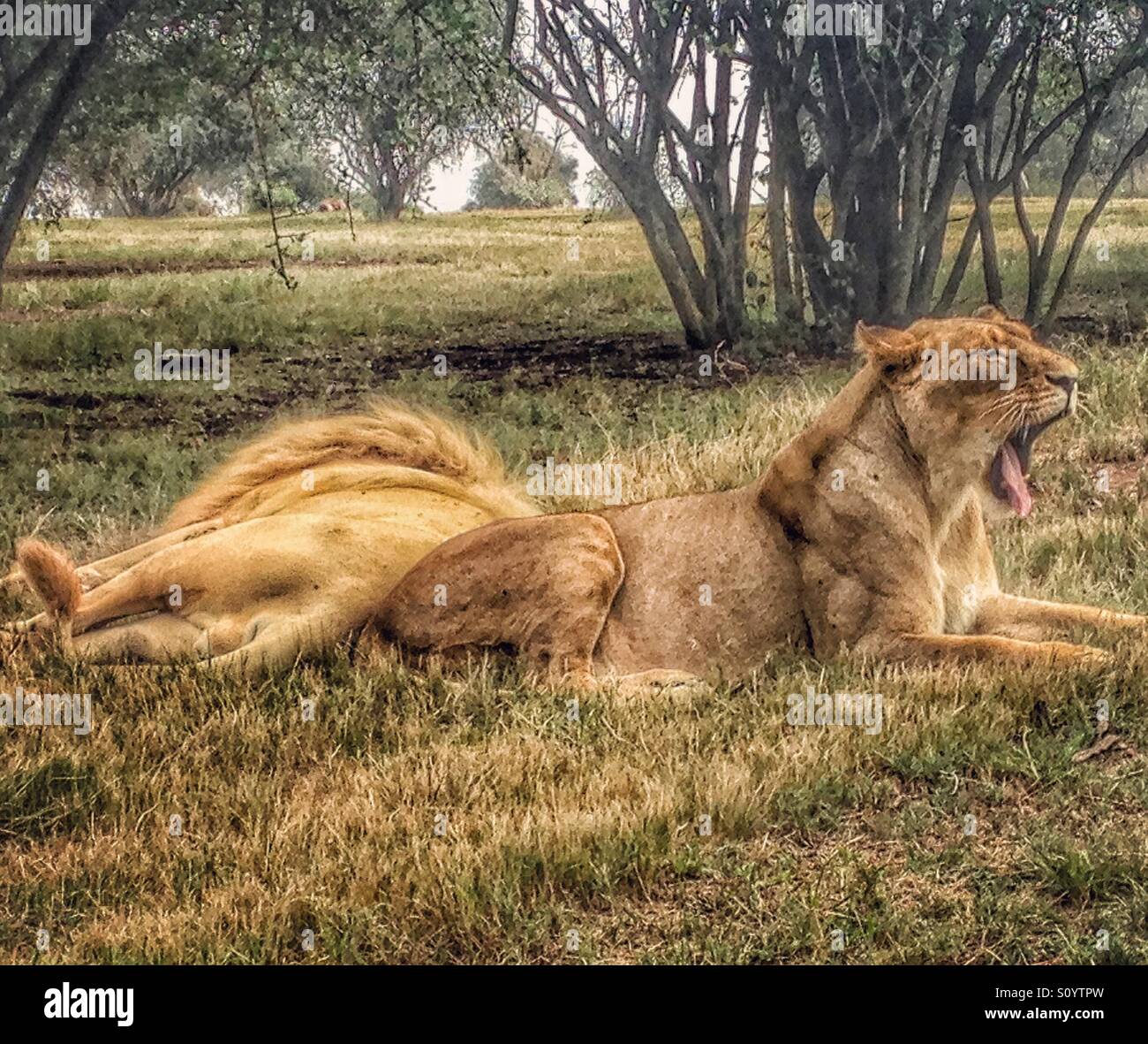 Lioness roaring hi-res stock photography and images - Alamy