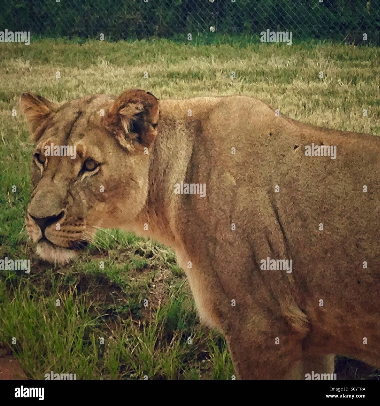 Beautiful female lion hi-res stock photography and images - Alamy