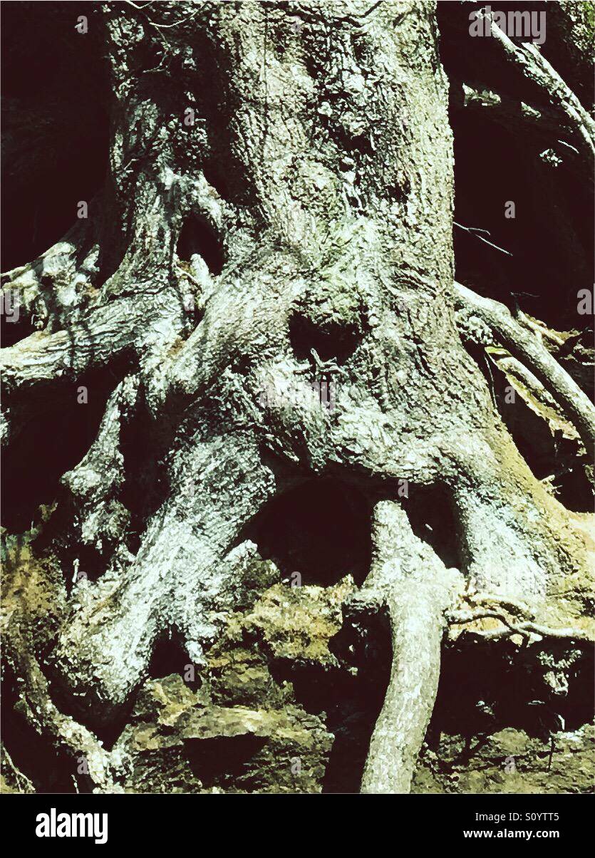 Tree root face hi-res stock photography and images - Alamy