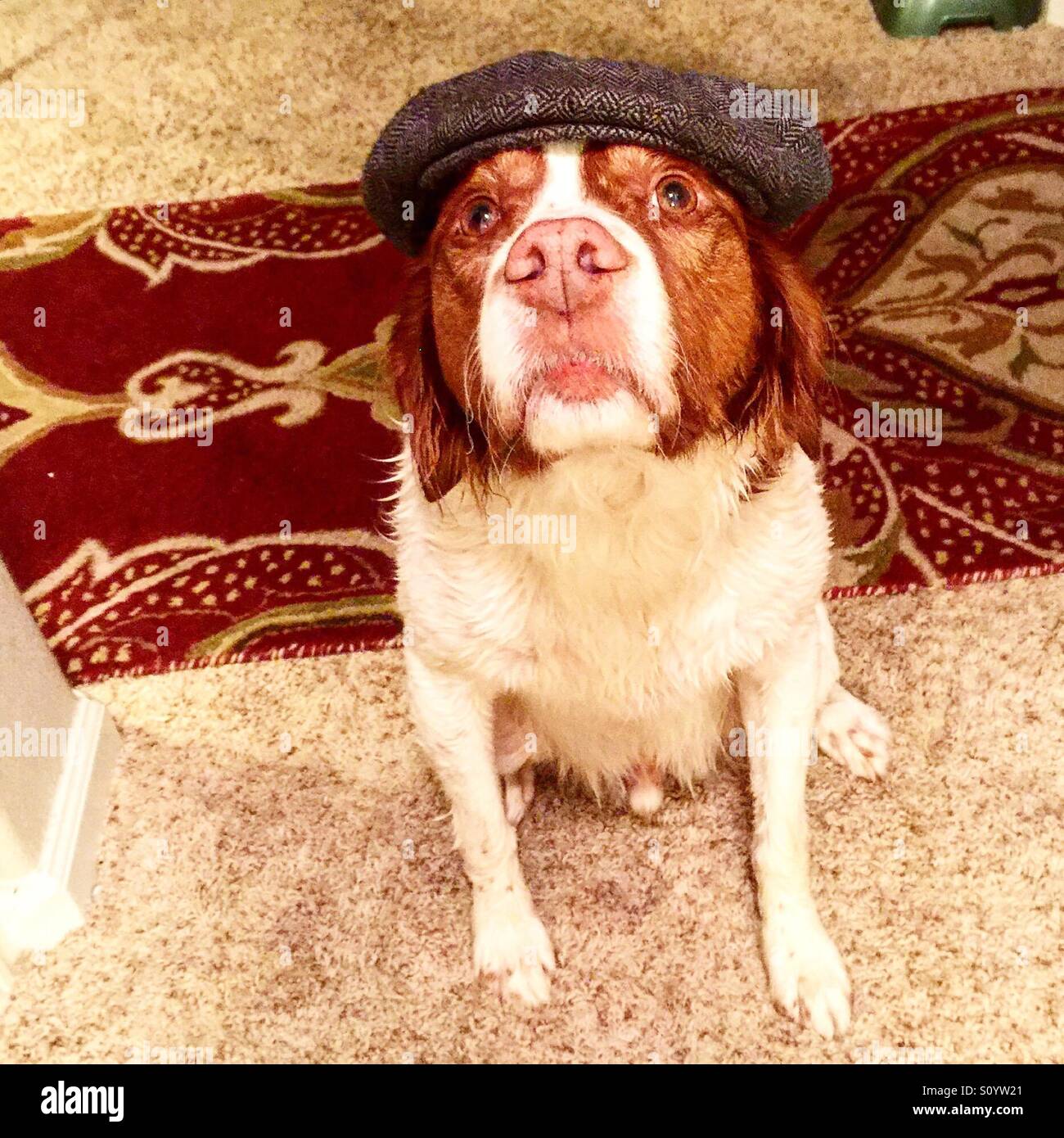 Brittany jackson hi-res stock photography and images - Alamy