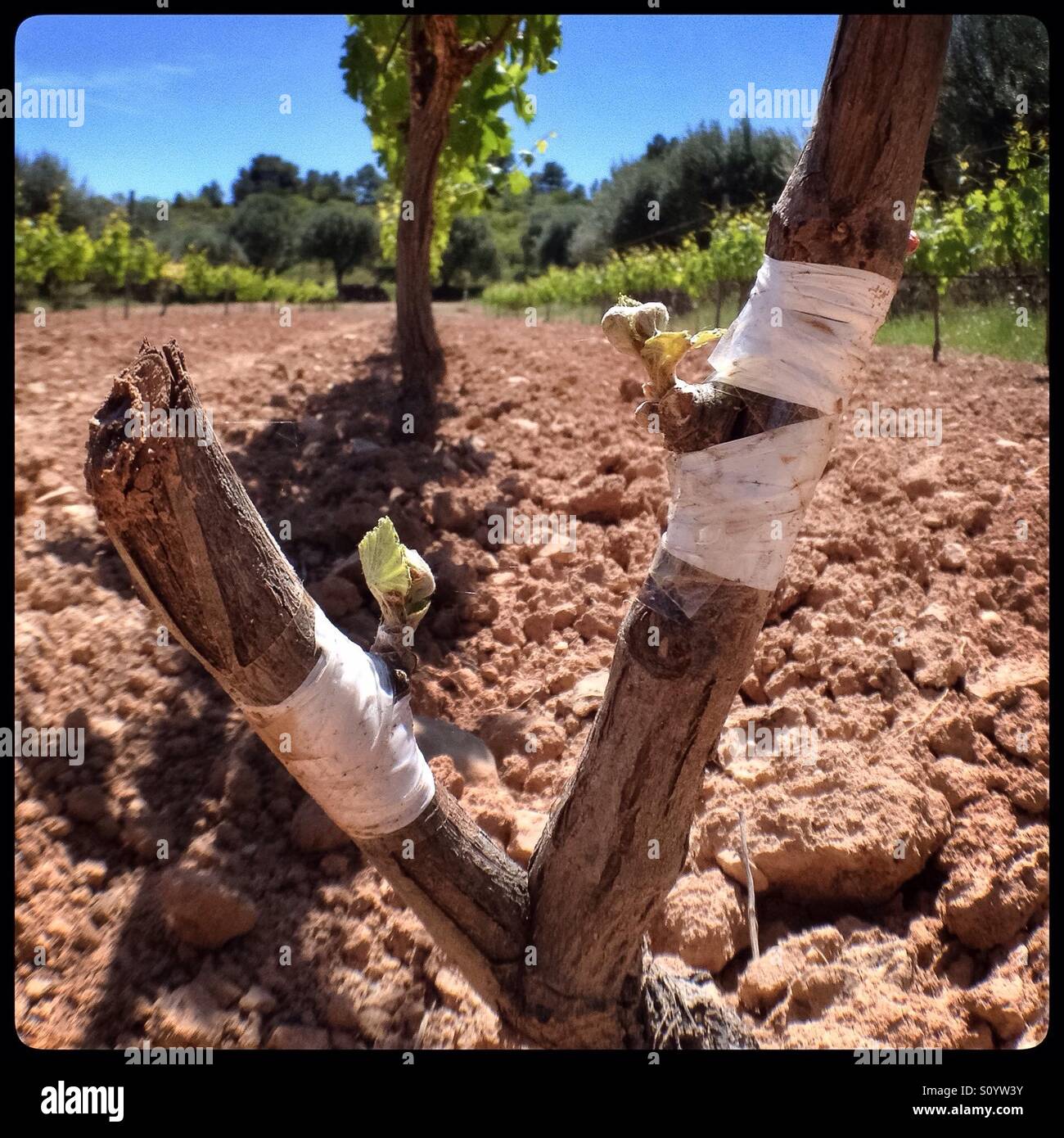 Graft vine hi-res stock photography and images - Alamy