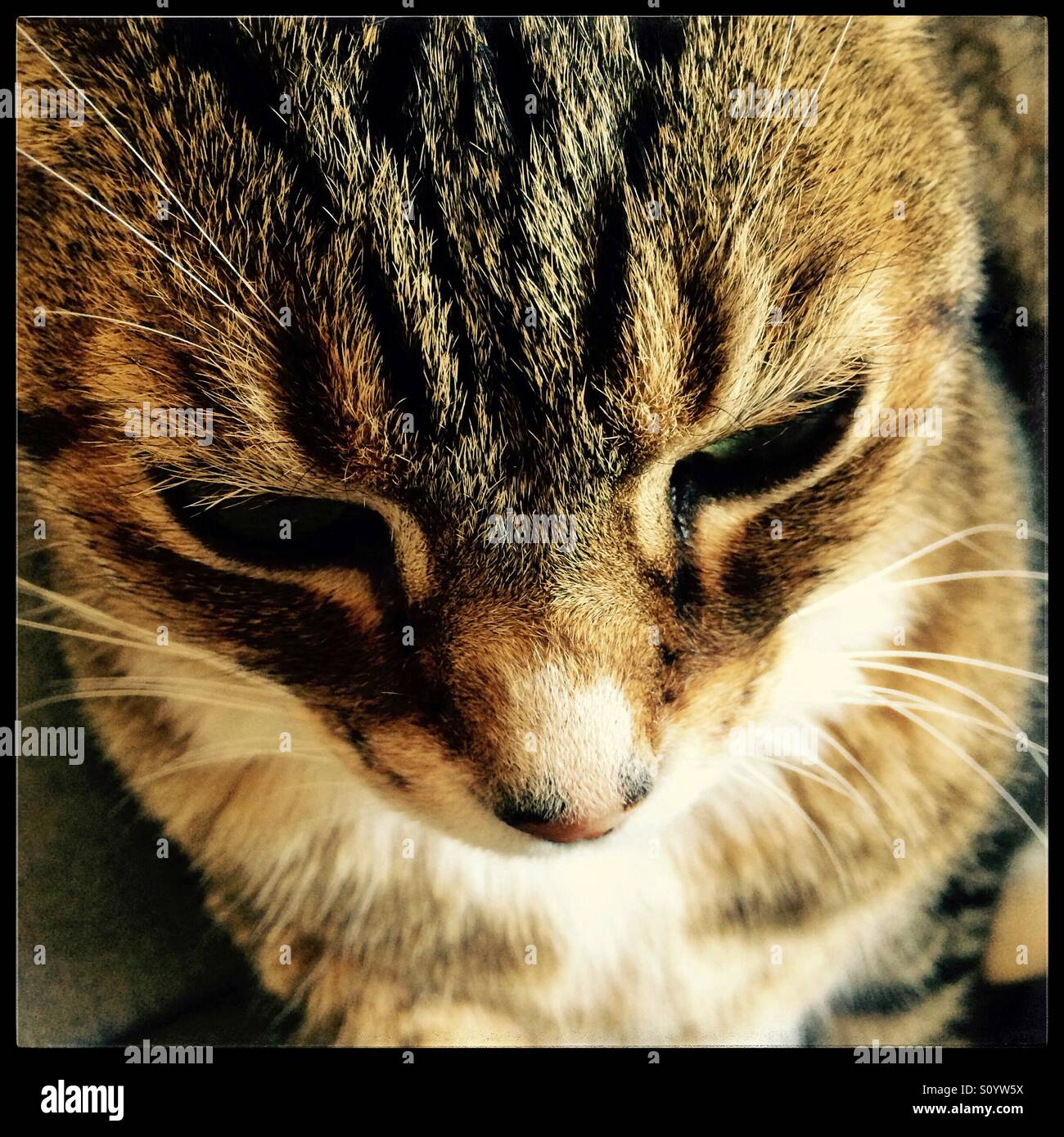 Cat seen from above Stock Photo - Alamy