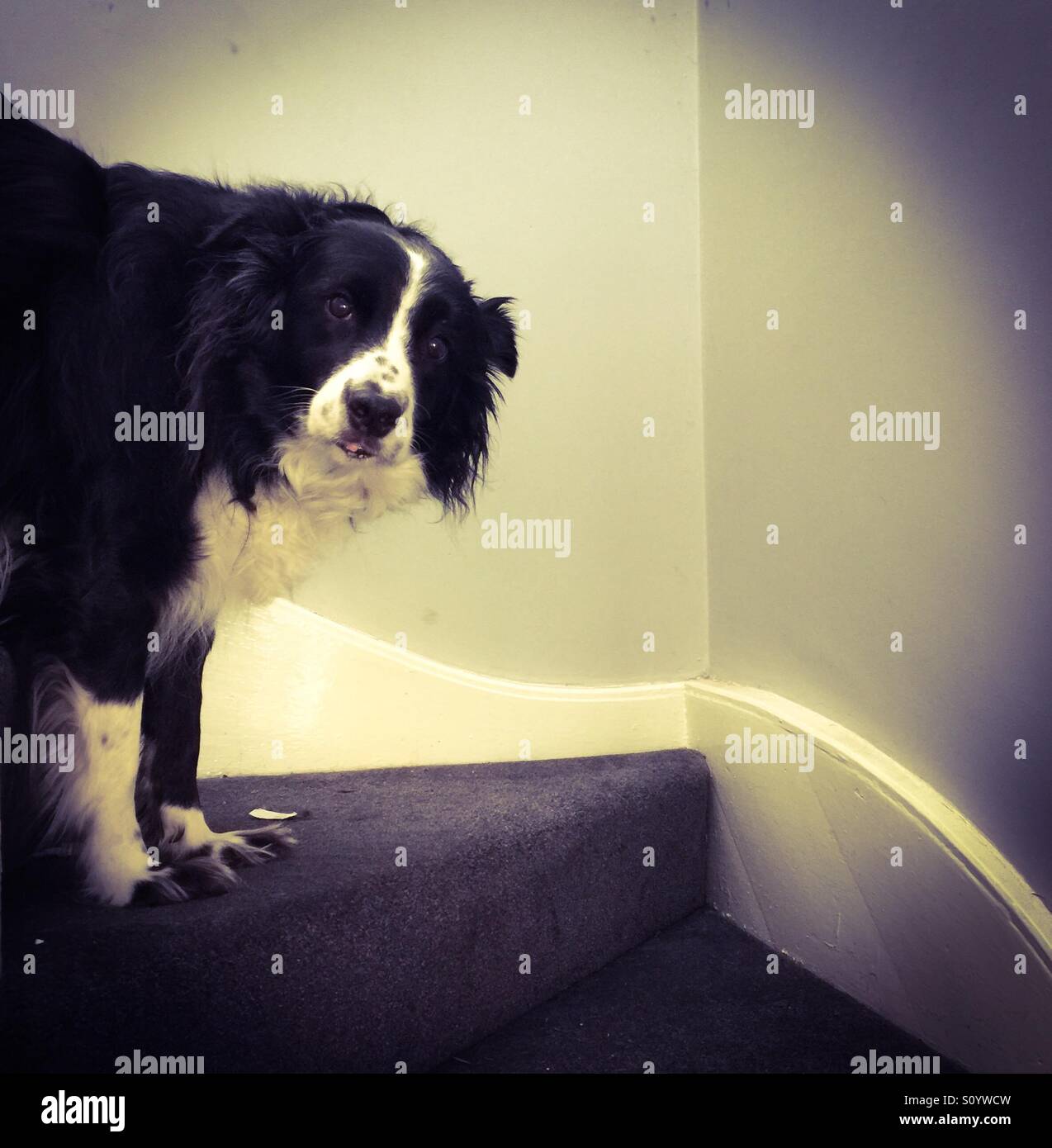 Coming Down The Stairs High Resolution Stock Photography and Images - Alamy