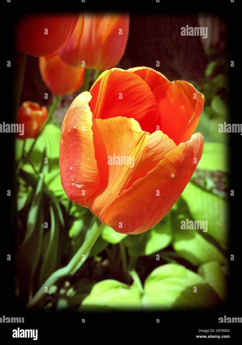 Sharp orange tulip centered with black vignette and frame Stock Photo ...