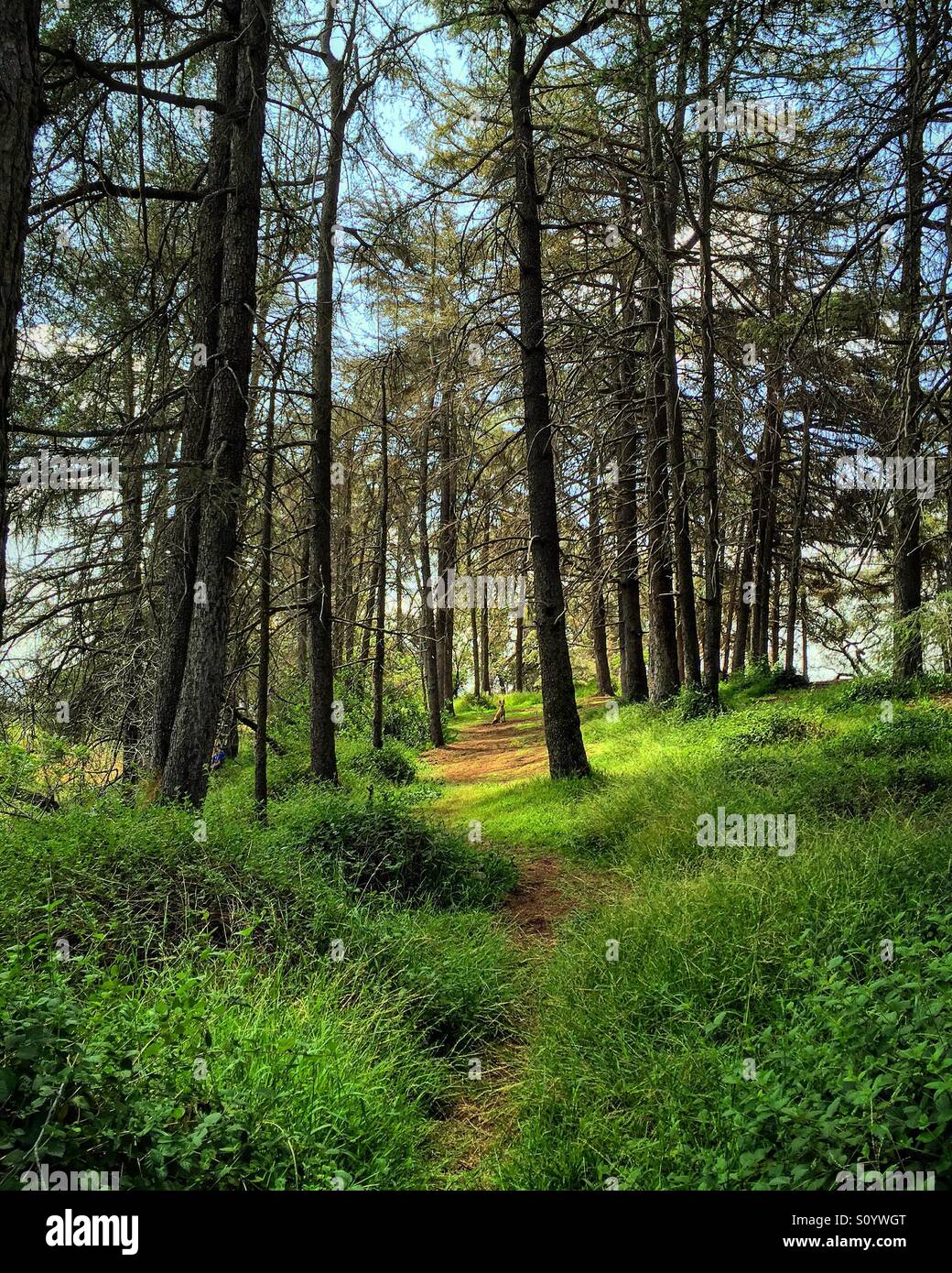 Enchanted path hi-res stock photography and images - Alamy