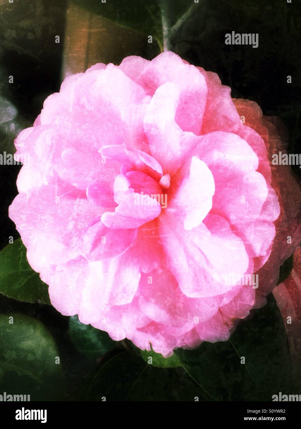 Pink camellia flower Stock Photo - Alamy