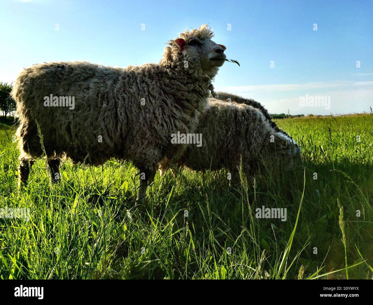 Sheeps green hi-res stock photography and images - Alamy