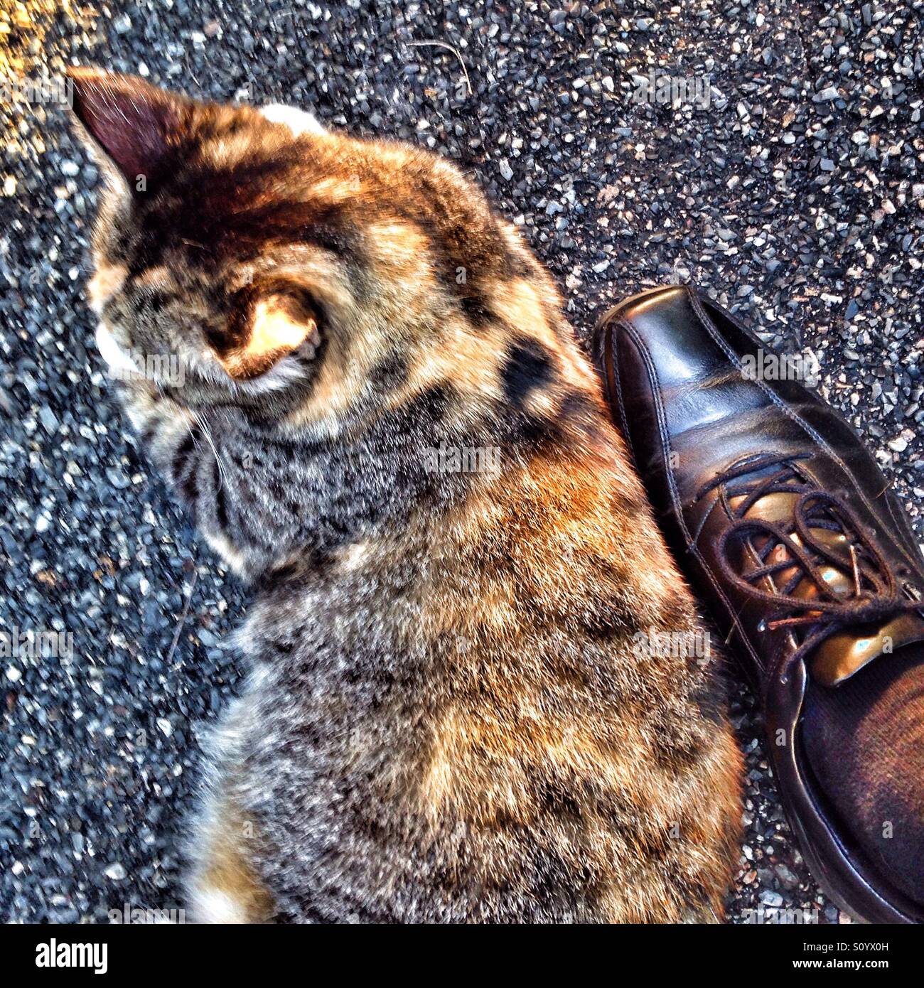 Cats Wearing Shoes
