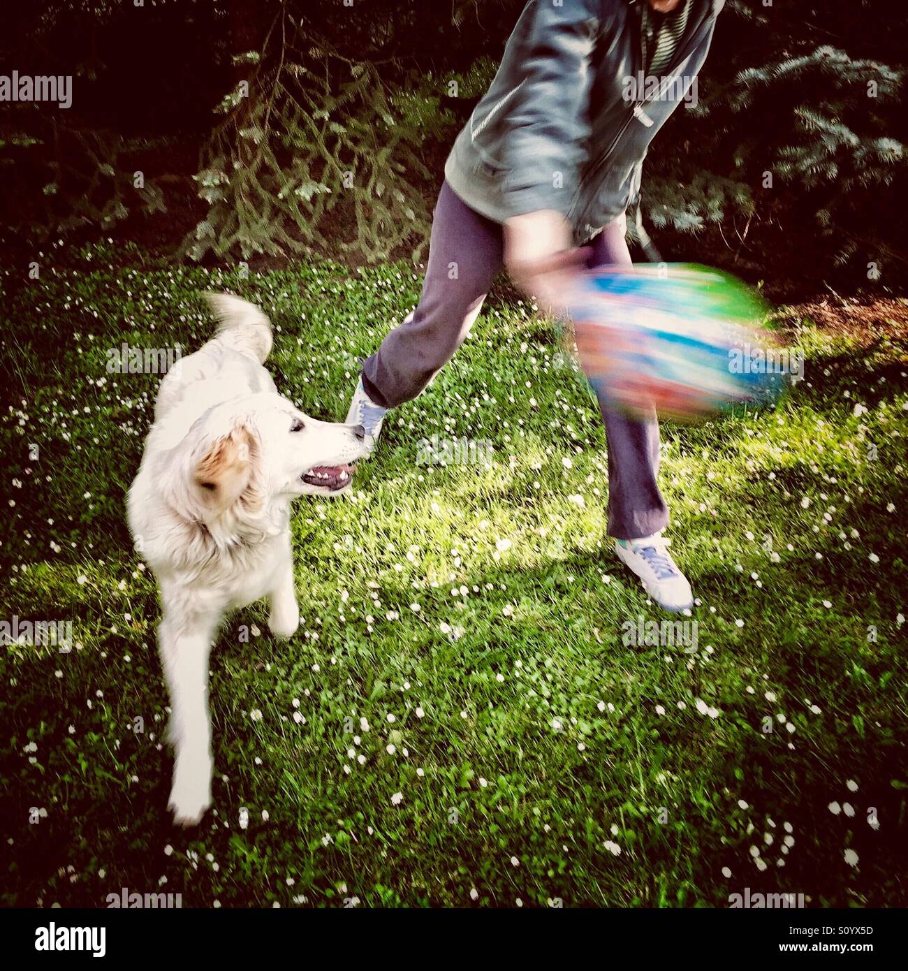 Pet owner and ball hi-res stock photography and images - Alamy