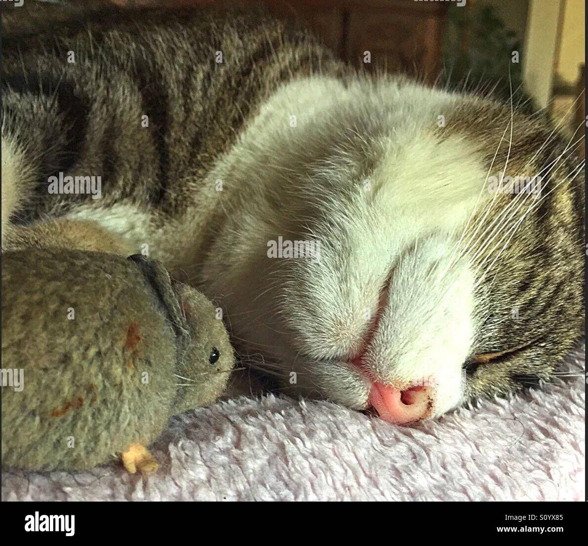 ...fluffy mouse and cuddle cat Stock Photo - Alamy