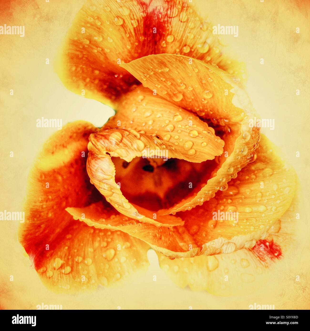 Moist flower petals hi-res stock photography and images - Alamy