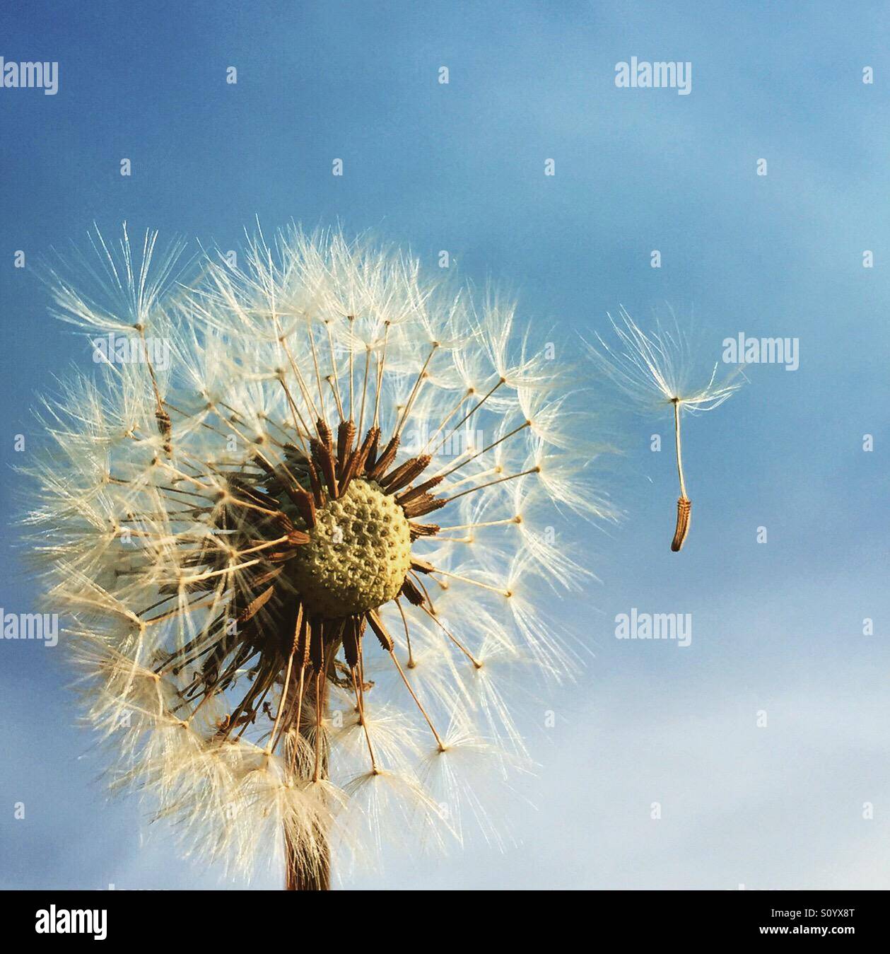 Dandelion seed flying away Stock Photo - Alamy