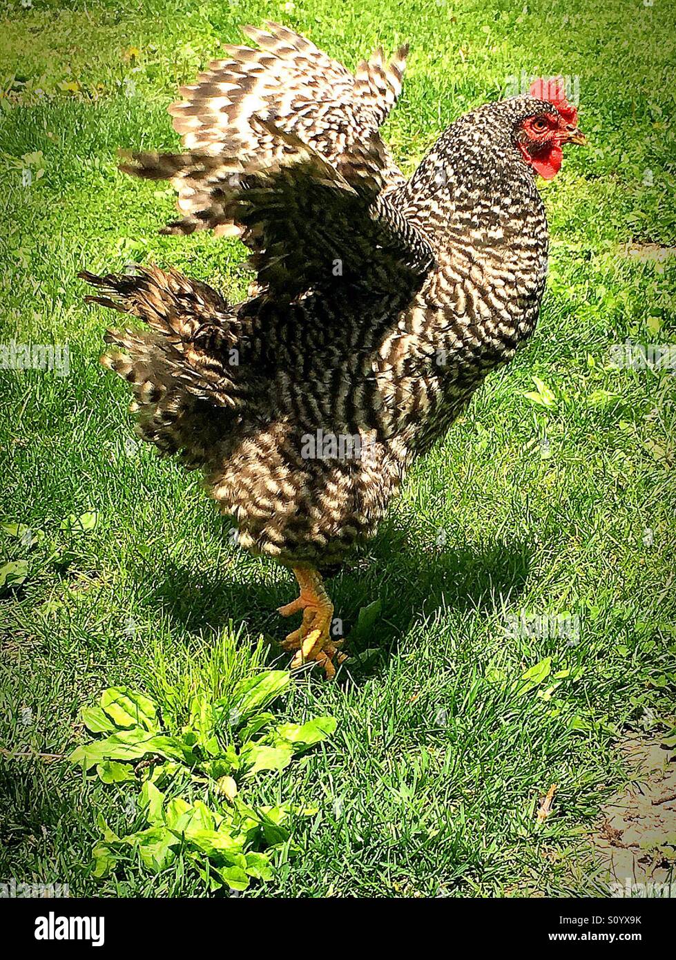 Wild chicken hen trying to escape the camera in the country Stock Photo ...