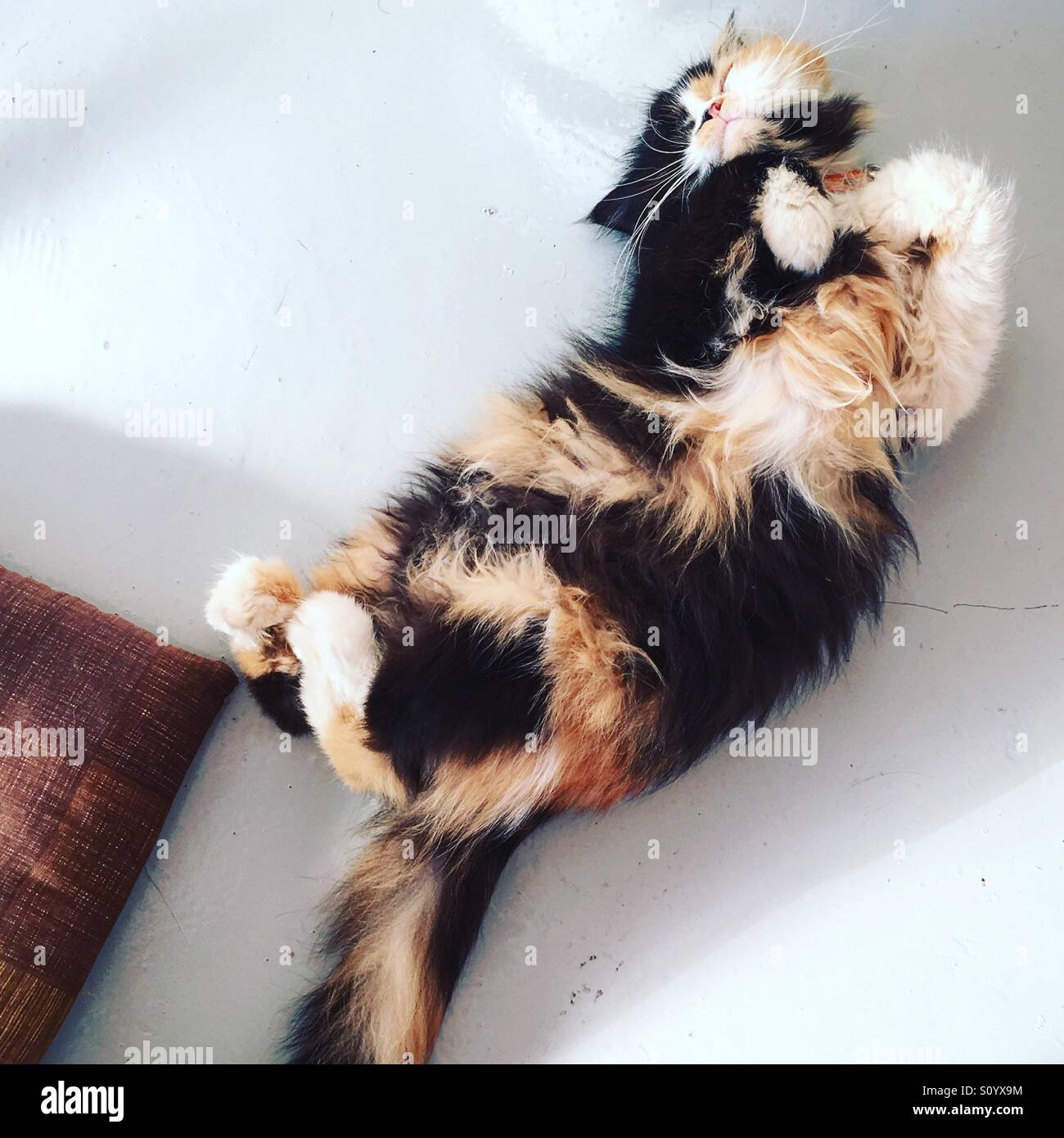 Happy Sleeping Cat High Resolution Stock Photography and Images - Alamy