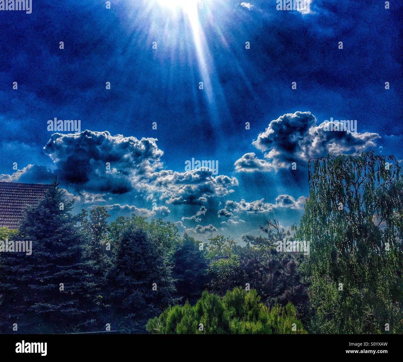 Sunlight over trees Stock Photo - Alamy