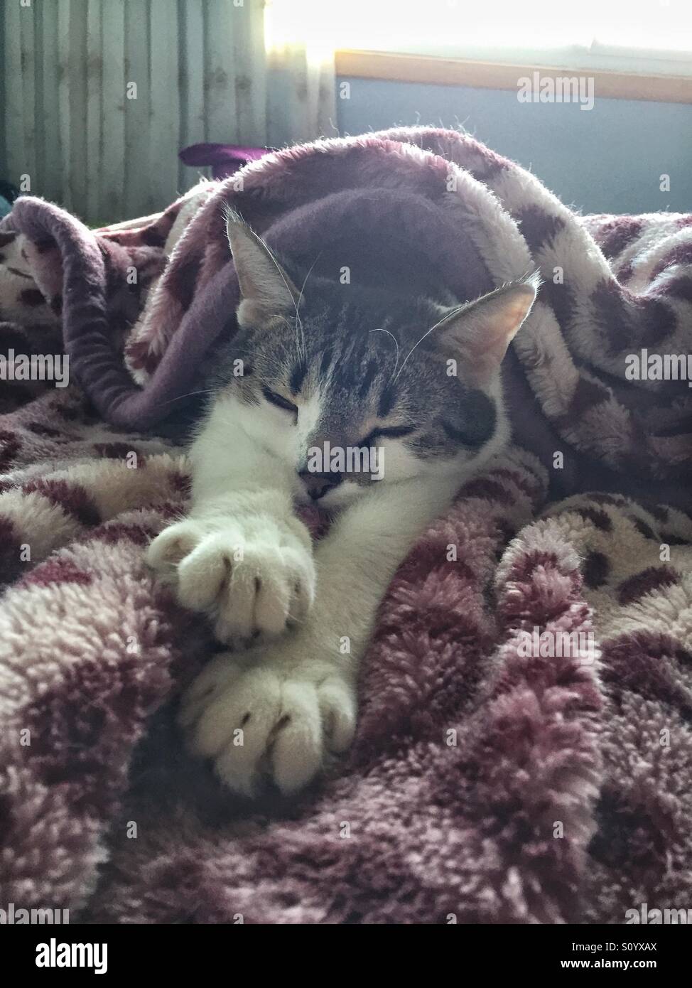 Sleepy Cats High Resolution Stock Photography and Images - Alamy