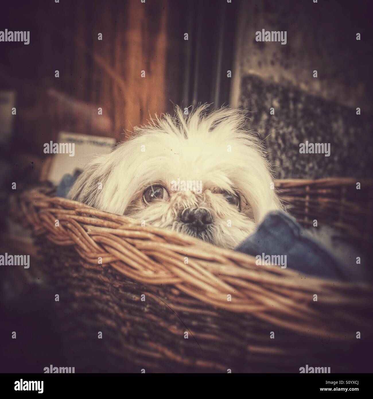 Scared of dog hi-res stock photography and images - Alamy