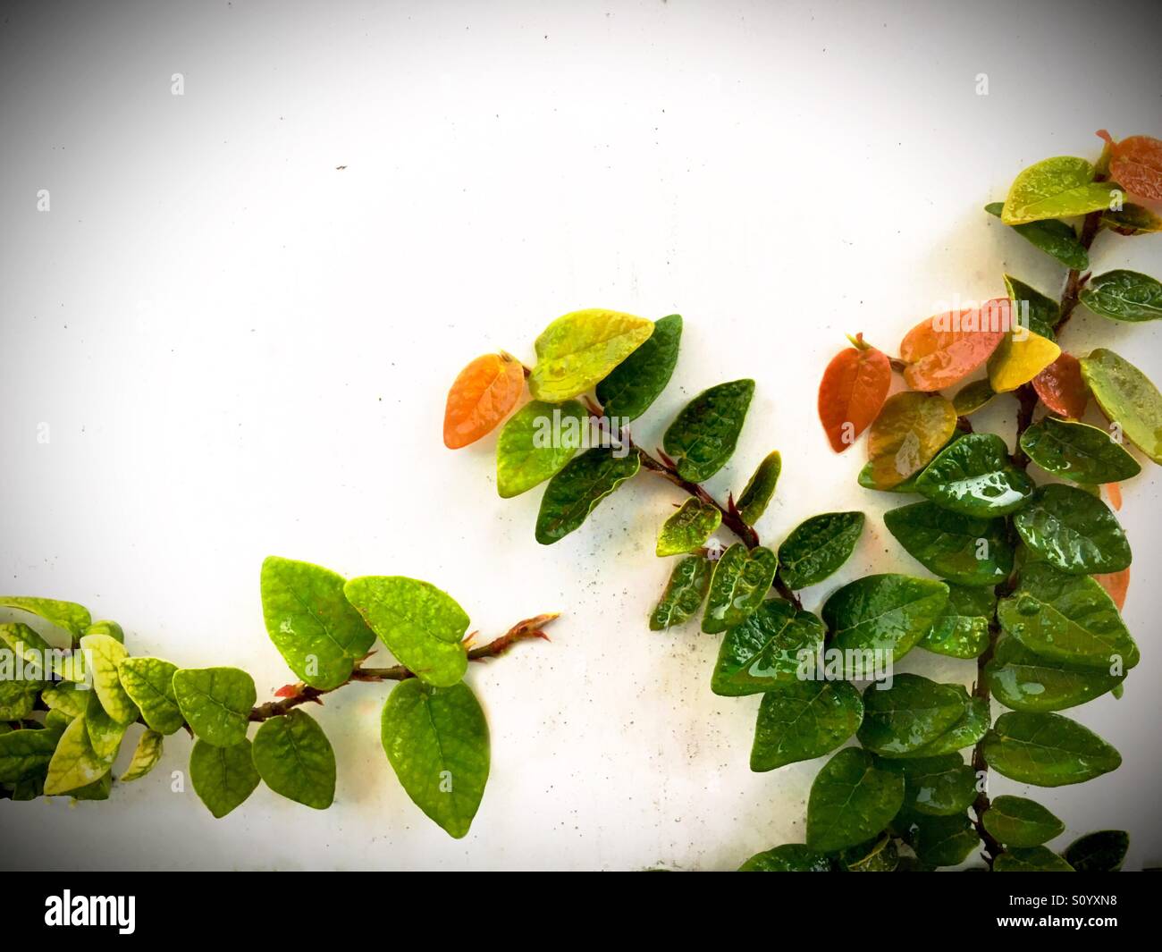 Creeping vine hi-res stock photography and images - Alamy