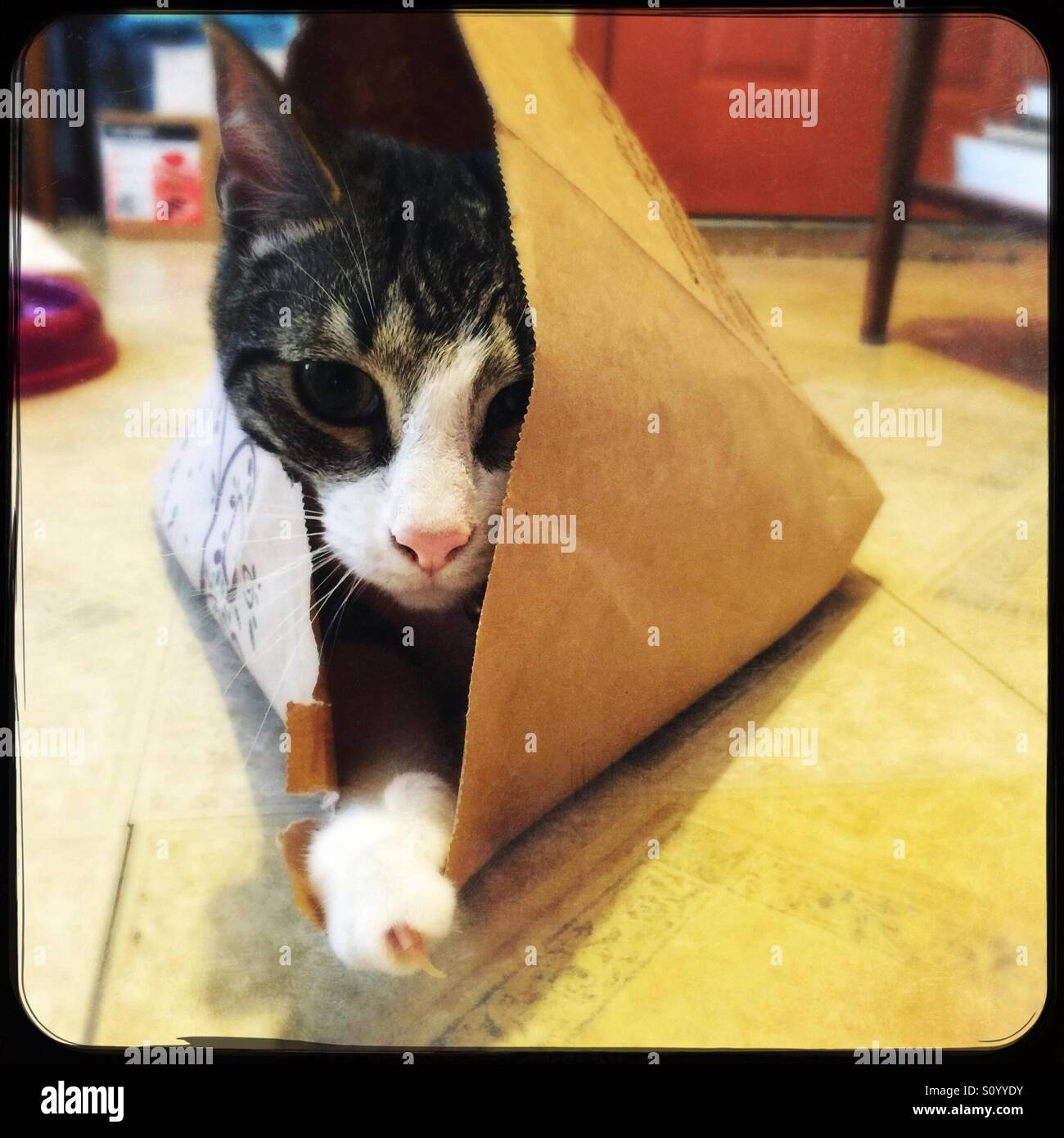 Cat in the bag Stock Photo - Alamy