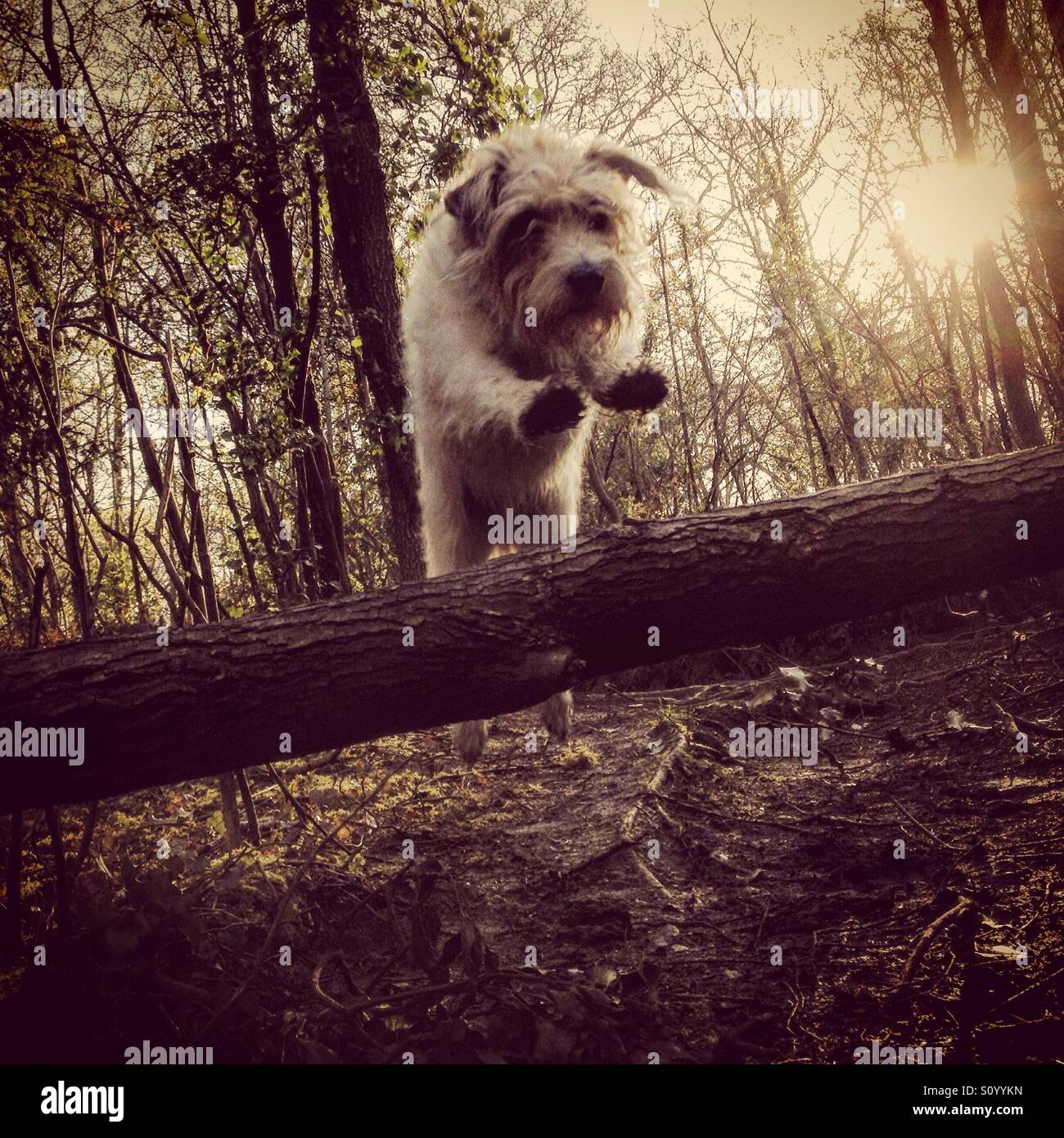 Jumping over trees hi-res stock photography and images - Alamy